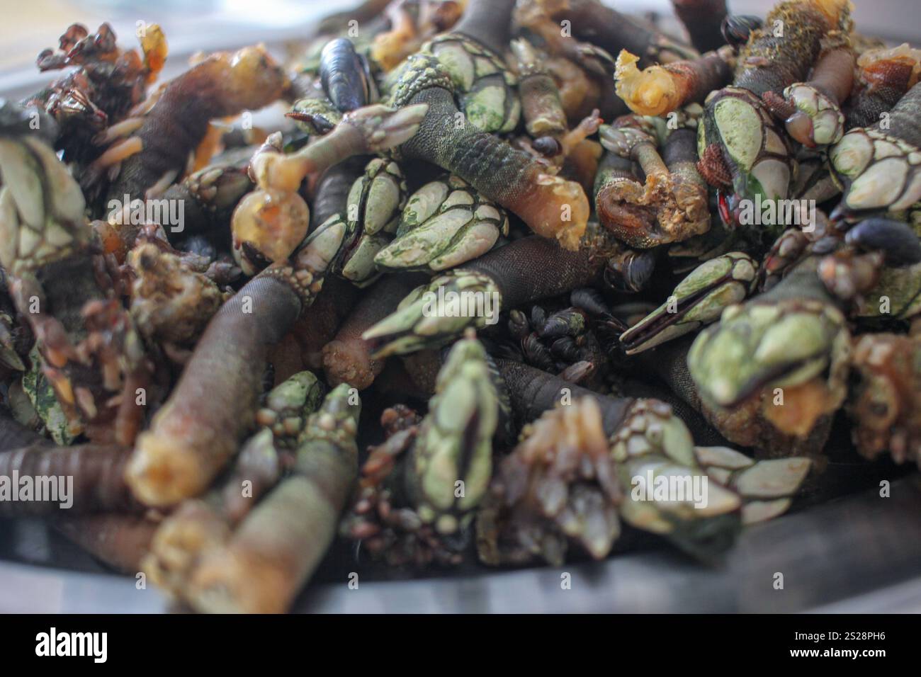 delicious barnacles from Galicia, Spain, ready to eat Stock Photo - Alamy