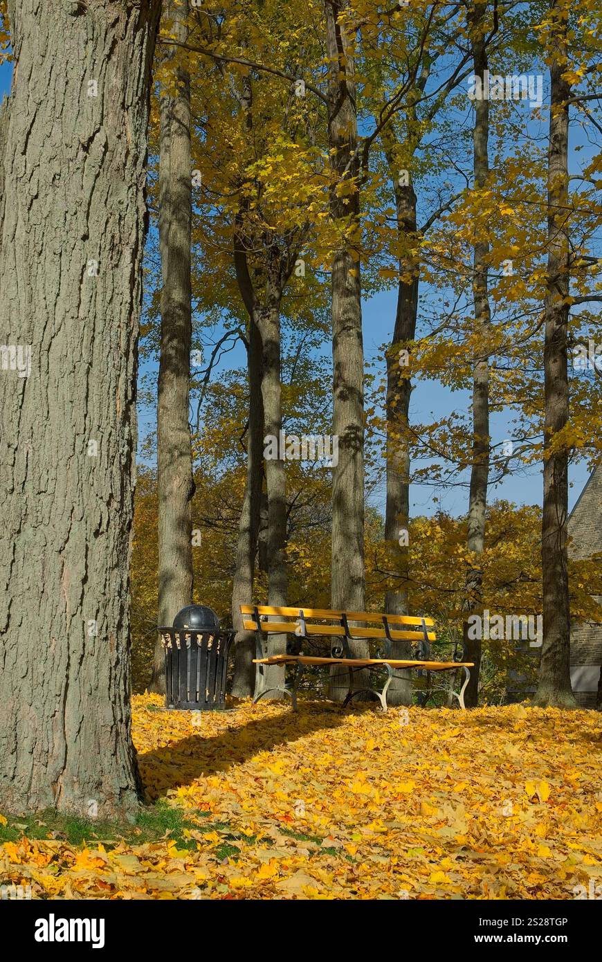 Park bench sits on knoll of Cooper Park surrounded with blanket of ...