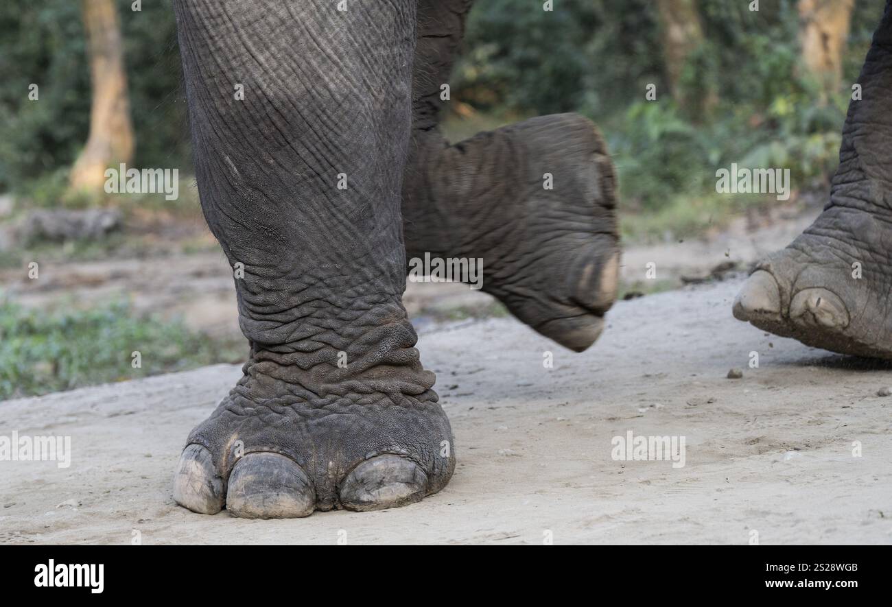 Closeup of captive asian elephant feet while walking on a street Stock ...