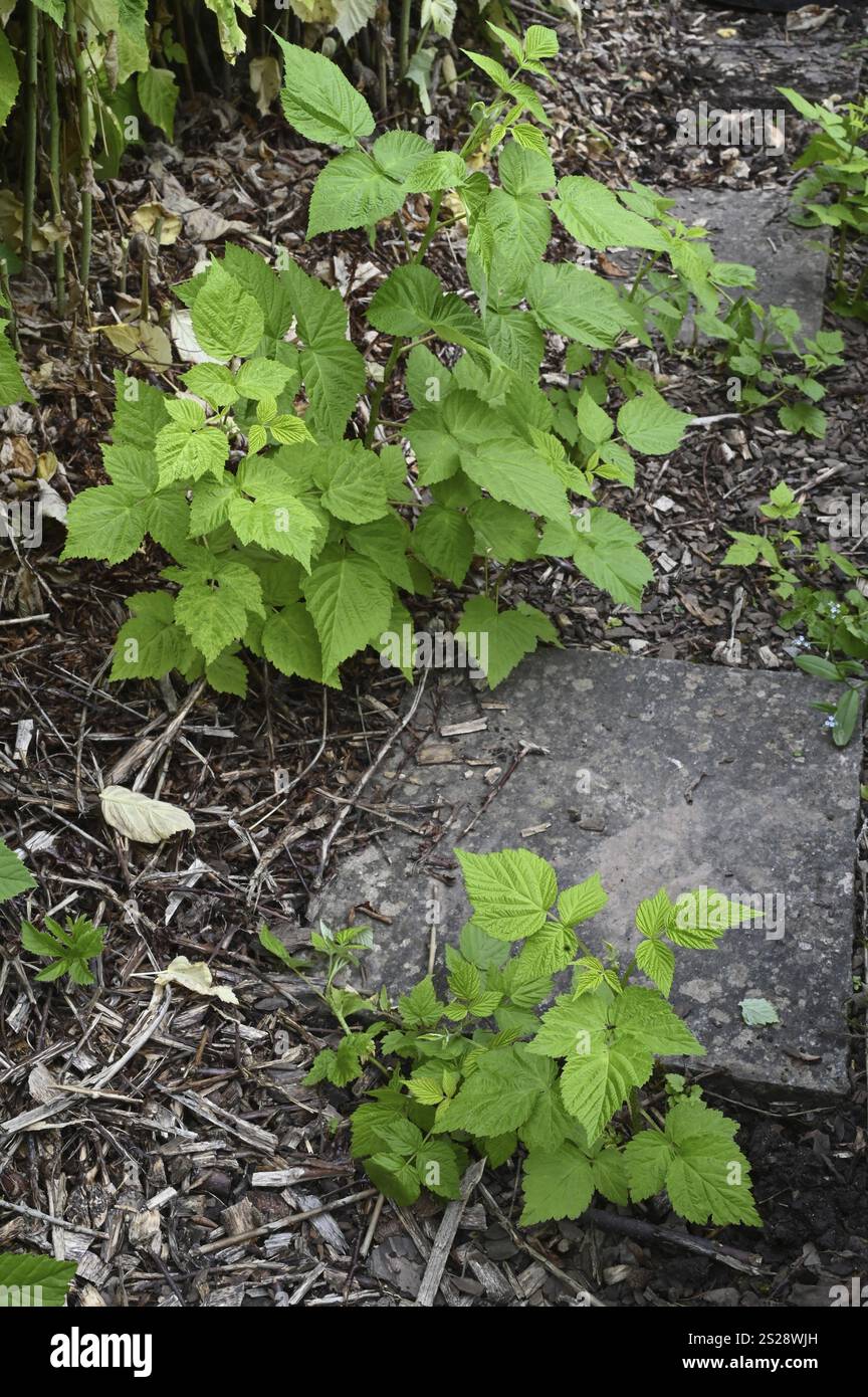 Wild shoots hi-res stock photography and images - Alamy