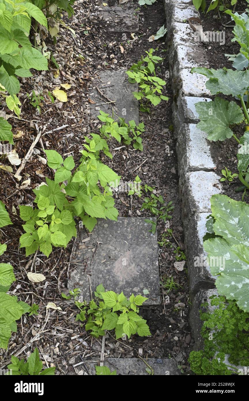 Wild shoots hi-res stock photography and images - Alamy