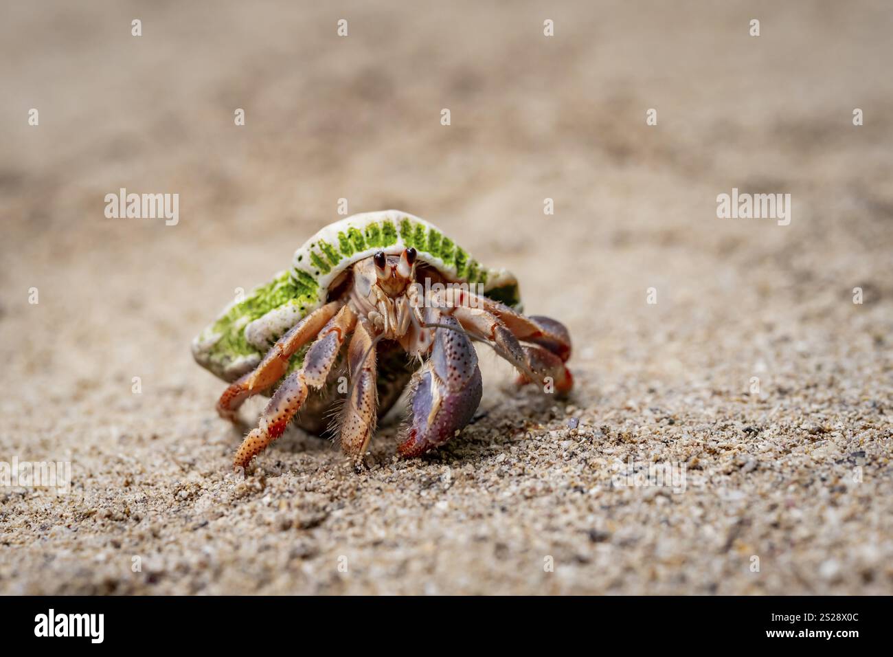 Caribbean hermit crab (Coenobita clypeatus), in the sand on the beach ...