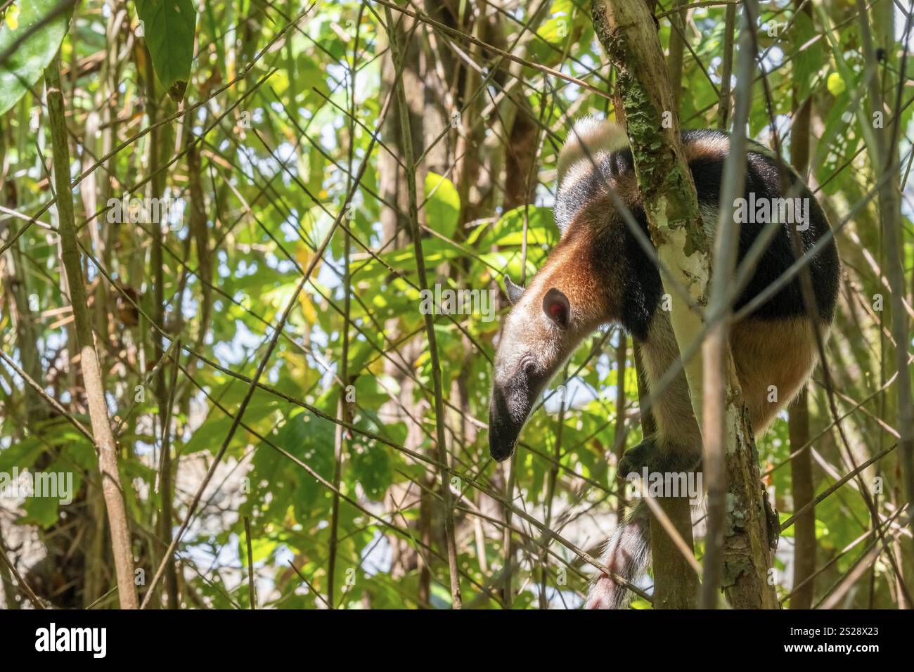 Northern tamandua (Tamandua mexicana), anteater sitting in a tree, in ...