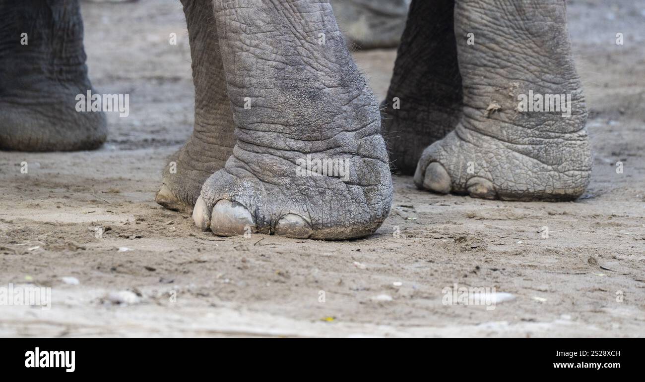Closeup of captive asian elephant feet while walking on a street Stock ...
