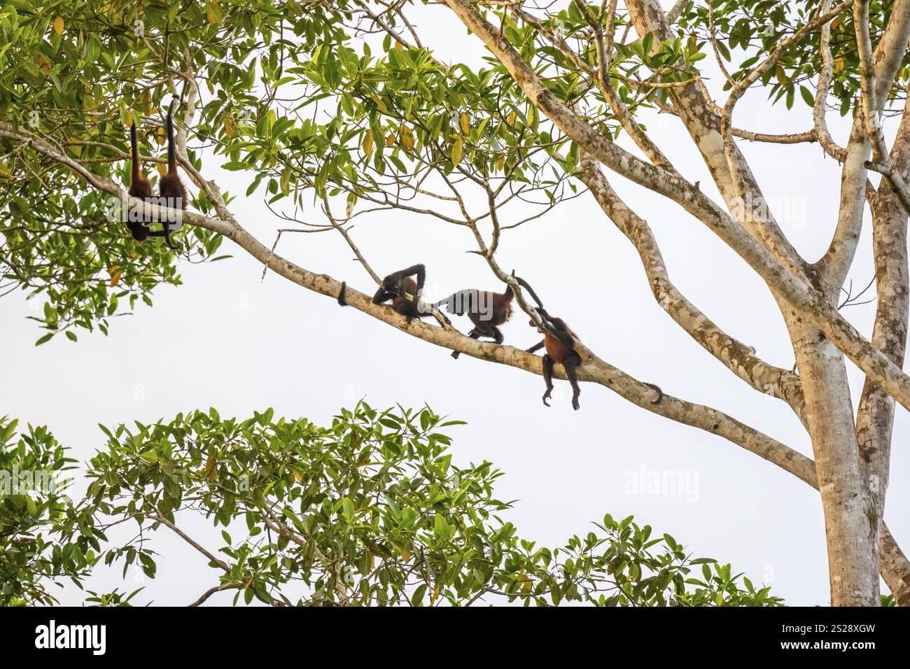 Geoffroy's spider monkey (Ateles geoffroyi), four monkeys in a tree ...