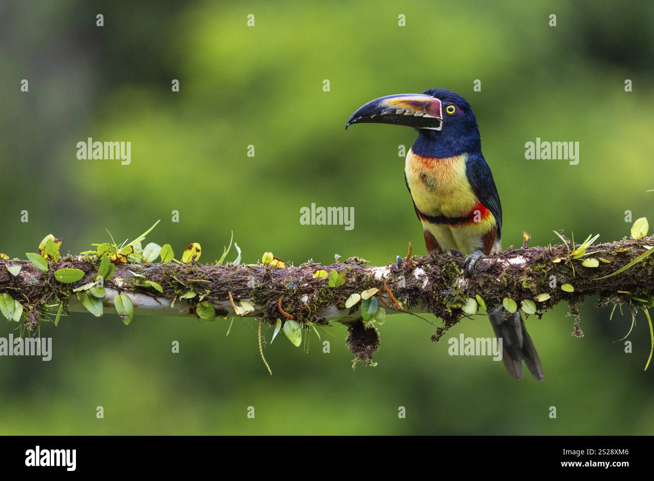 Collared Aracari (Pteroglossus torquatus), Toucans (Ramphastidae ...