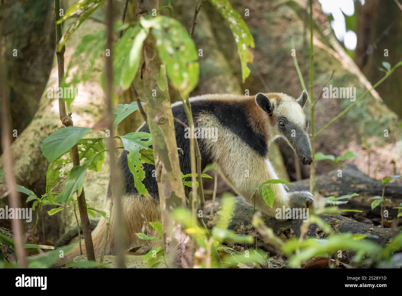 Northern tamandua (Tamandua mexicana), anteater foraging on the forest ...