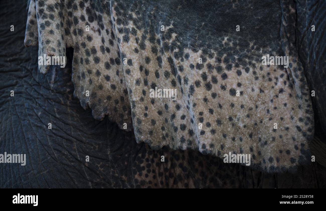 Beautiful dotted textured ear of a captive asian elephant Stock Photo ...
