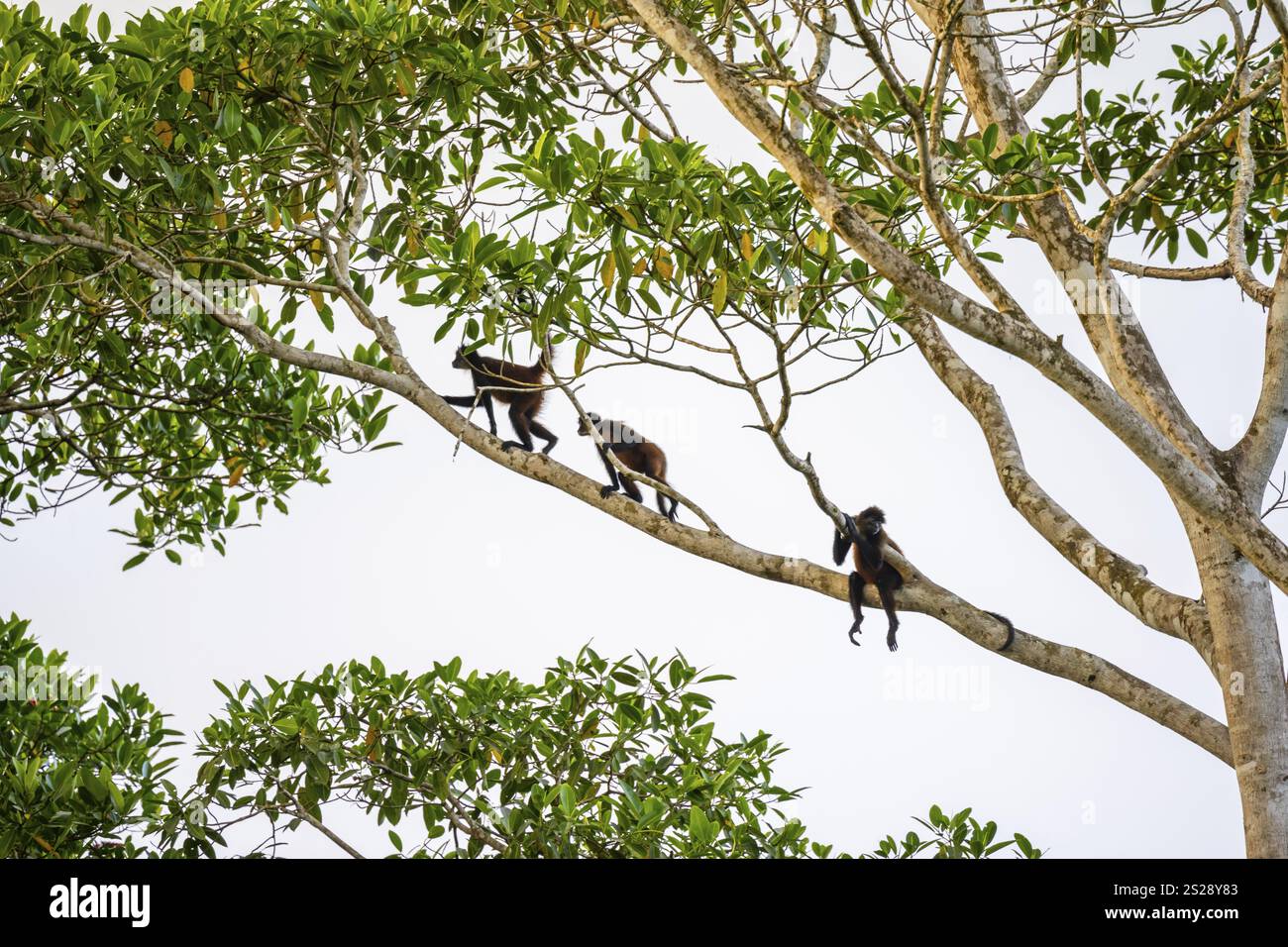 Geoffroy's spider monkey (Ateles geoffroyi), three monkeys in a tree ...