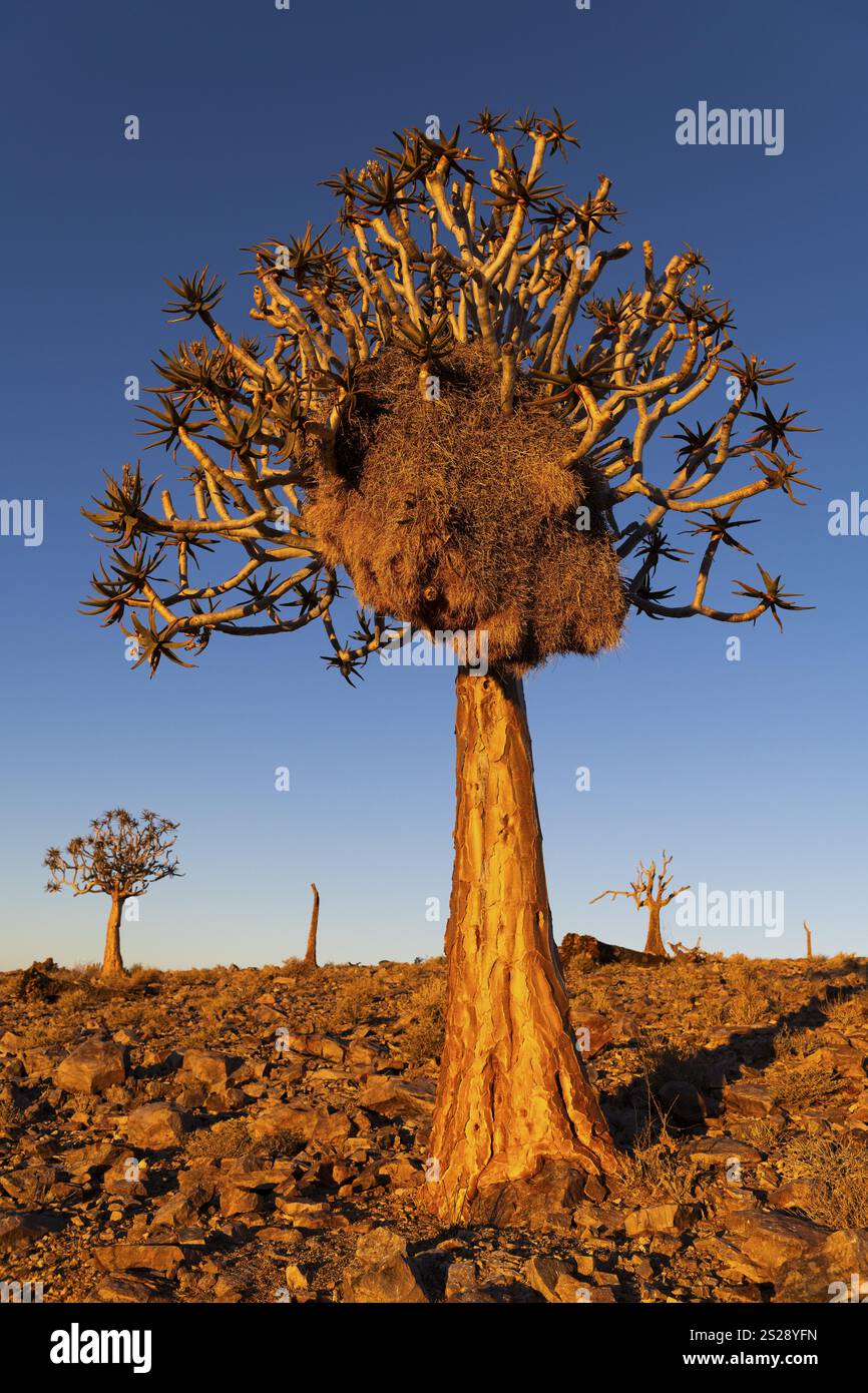 Nest of weaver birds (Ploceidae) in a quiver tree (Aloe dichotoma) at ...