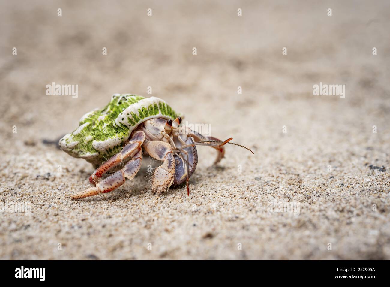 Caribbean hermit crab (Coenobita clypeatus), in the sand on the beach ...