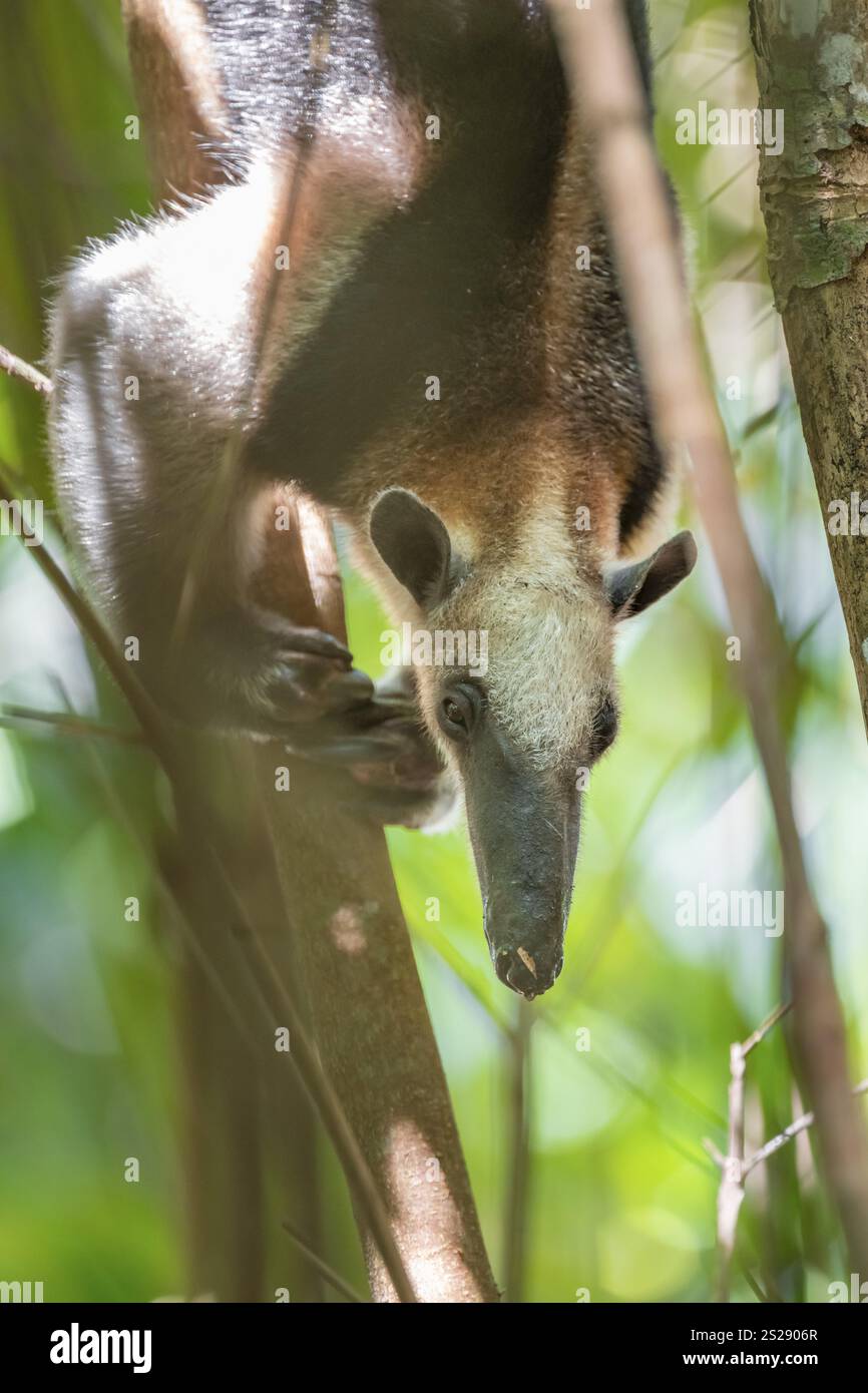 Northern tamandua (Tamandua mexicana), anteater sitting in a tree, in ...