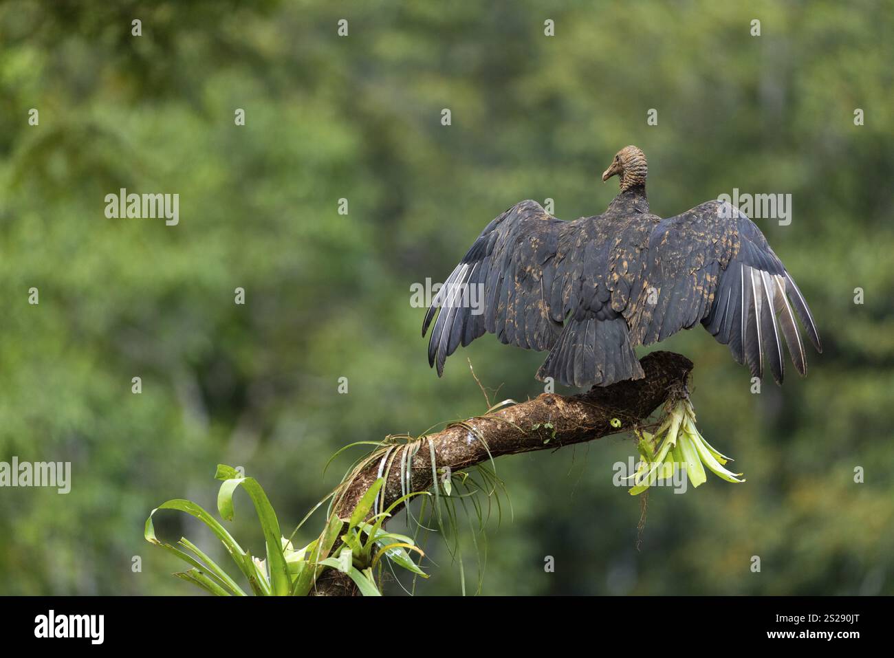 Raven vulture (Coragyps atratus), vulture birds (Aegypiinae), Laguna ...