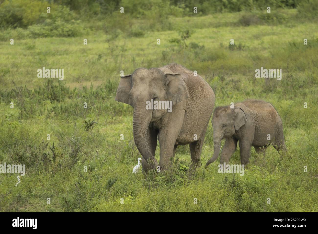 Indian elephants (Elephas maximus indicus), Khiri Khan, Hua Hin, Kui ...