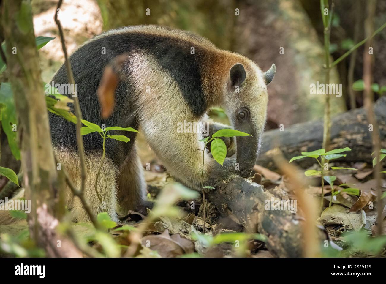 Northern tamandua (Tamandua mexicana), anteater foraging on the forest ...