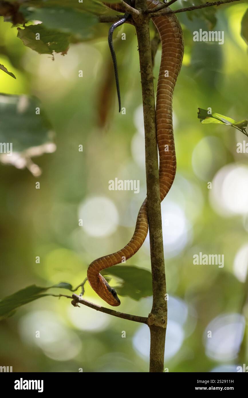 American whipsnake (Mastigodryas melanolomus), snake slithering on a branch, in the rainforest ...