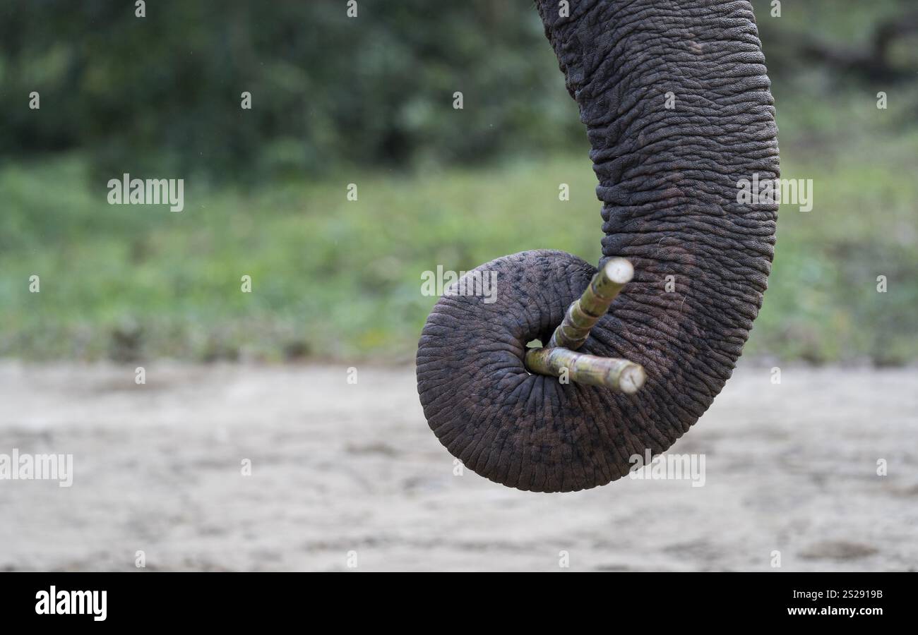 Asian captive elephant eating sugarcane using trunk Stock Photo - Alamy