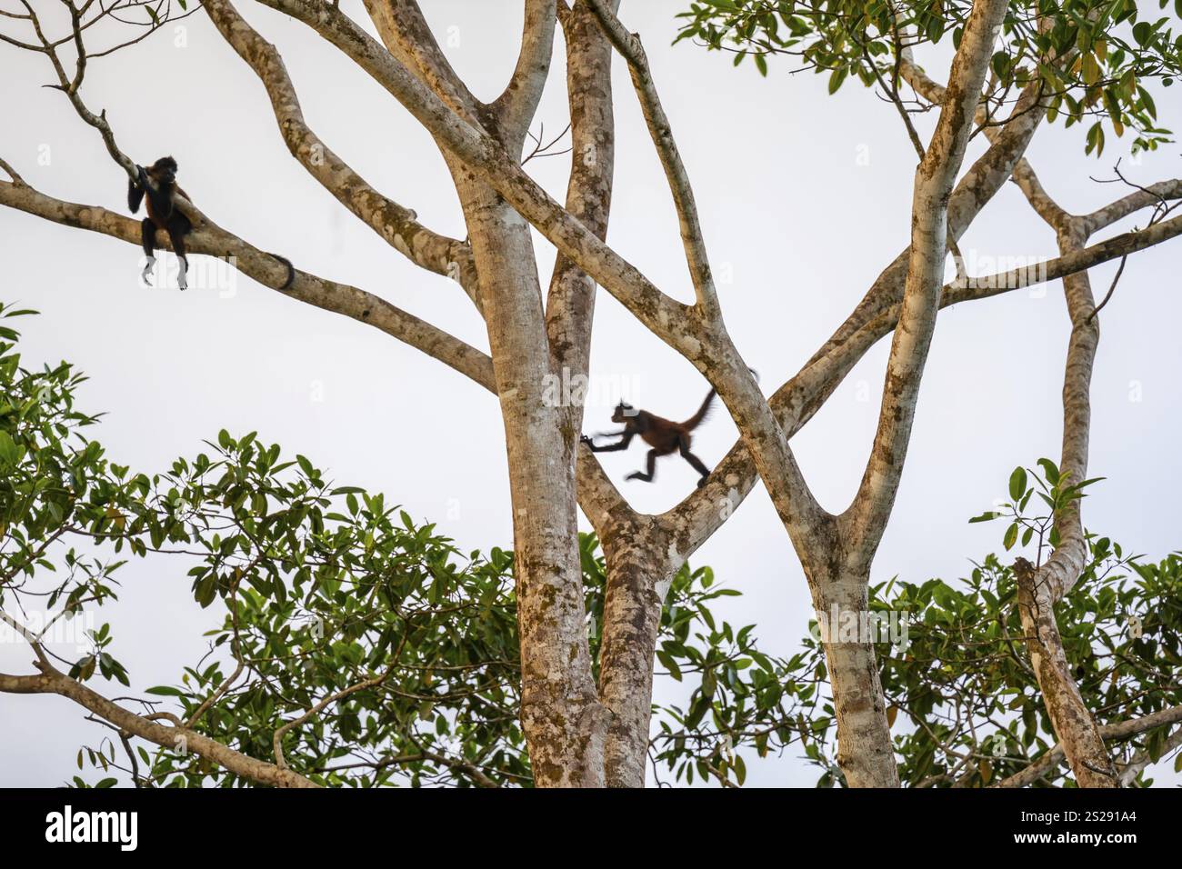 Geoffroy's spider monkey (Ateles geoffroyi), two monkeys in a tree ...