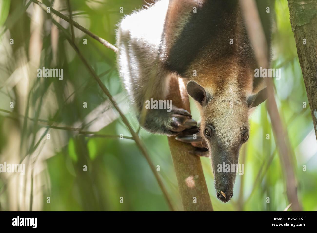 Northern tamandua (Tamandua mexicana), anteater sitting in a tree, in ...