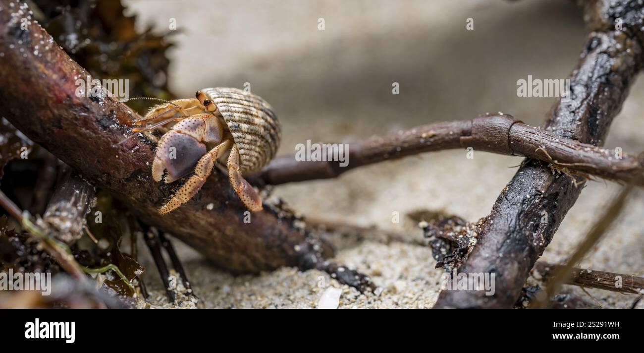 Caribbean hermit crab (Coenobita clypeatus), climbing on a branch on ...