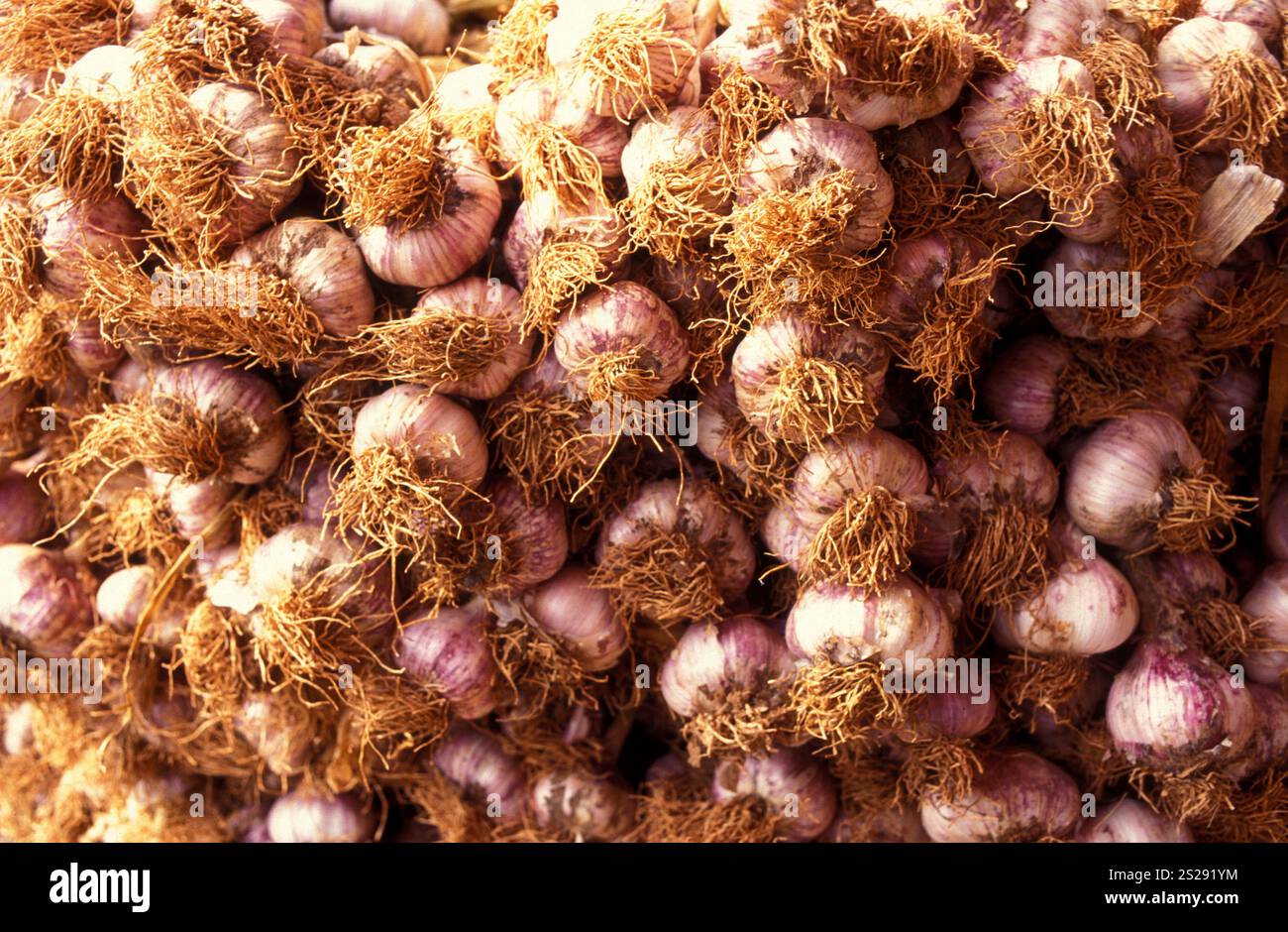 garlic in a shop on a market in the city of Seoul in South Korea in ...