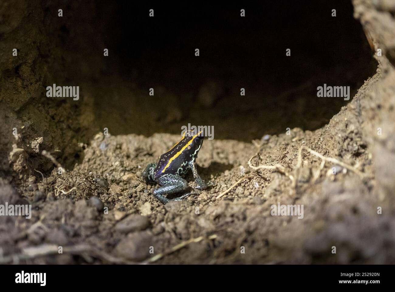 Golfodulcean poison frog (Phyllobates vittatus), sitting in a burrow ...