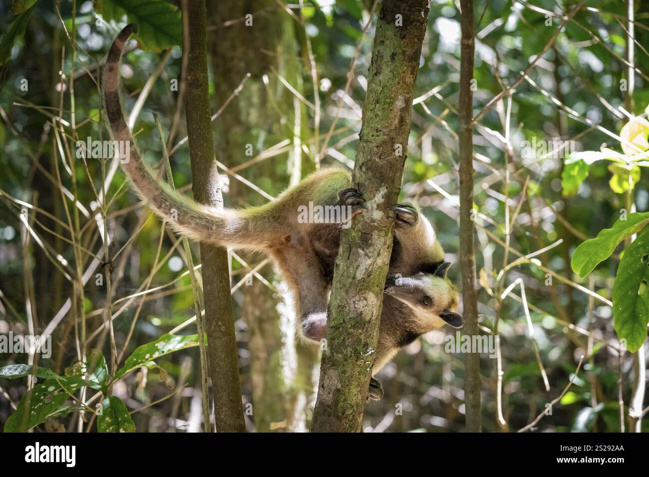 Northern tamandua (Tamandua mexicana), anteater foraging on a branch ...