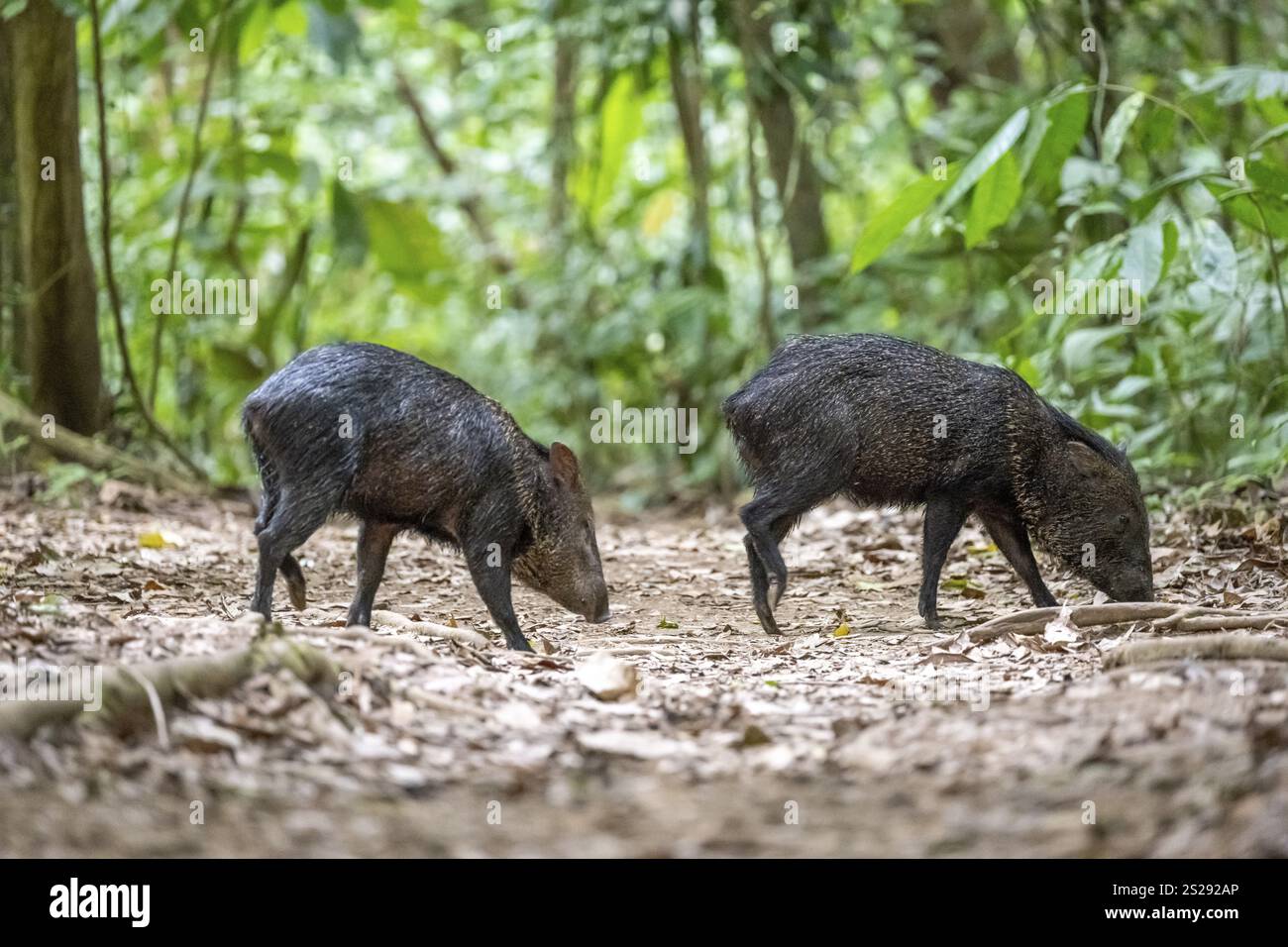 Collared peccary (Pecari tajacu) two animals foraging in the rainforest ...