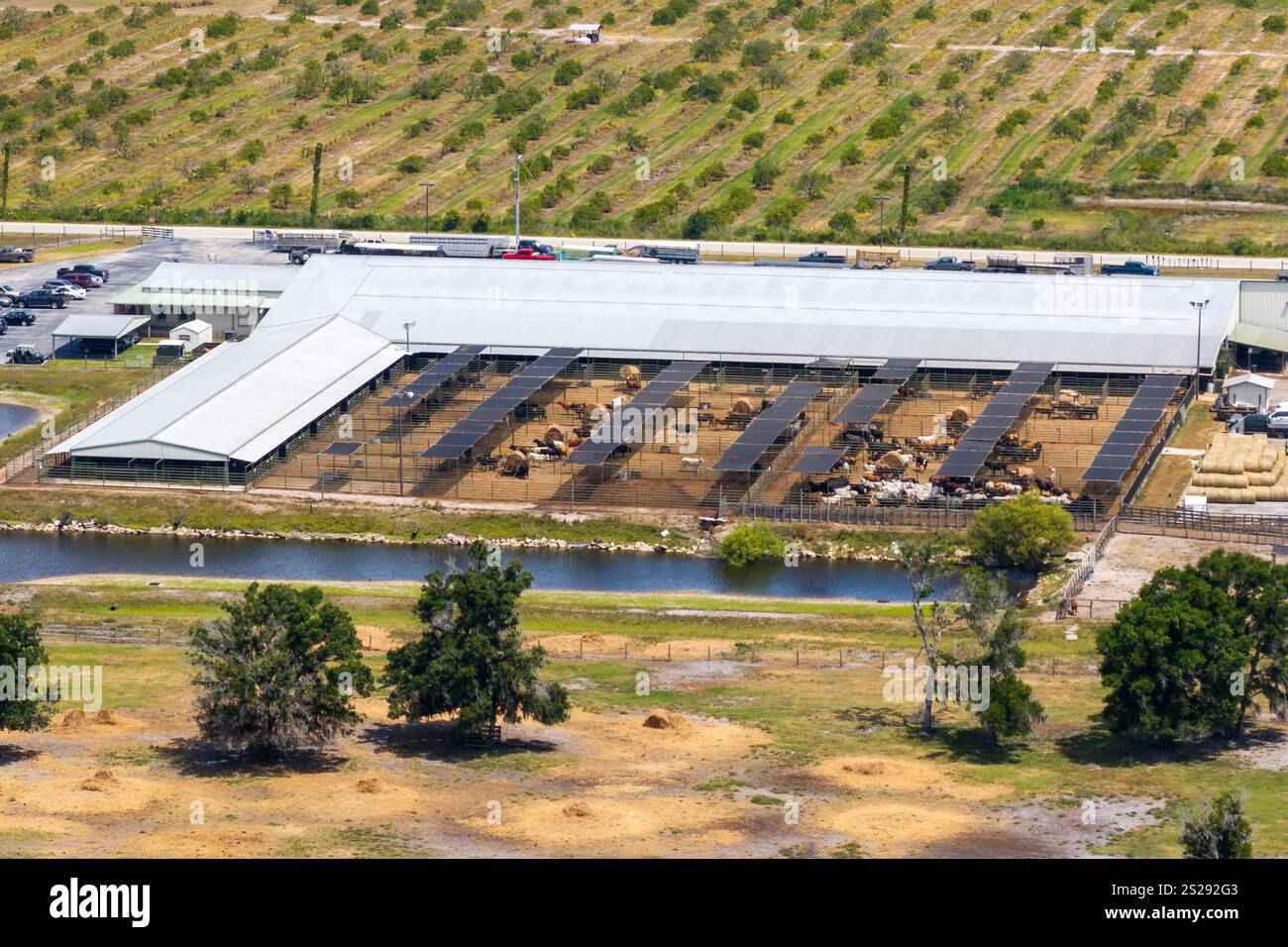 Aerial view of feed yard with meat cows. Feeding of cattle on farm ...