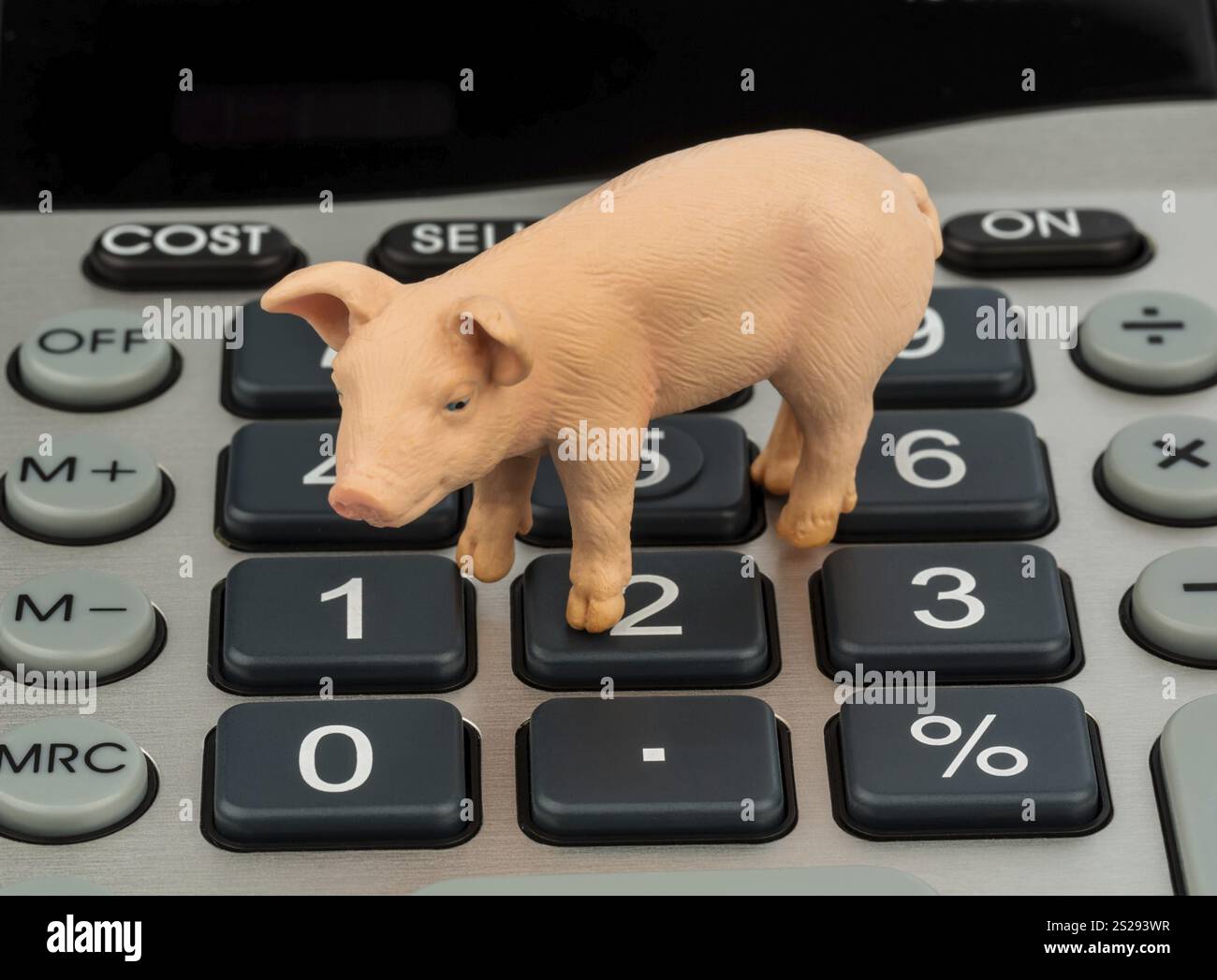 A pig and a calculator as a symbolic photo for costs and yields for a ...