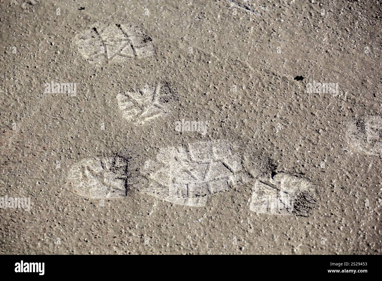 Footprints of a construction worker on the newly concreted floor of a ...