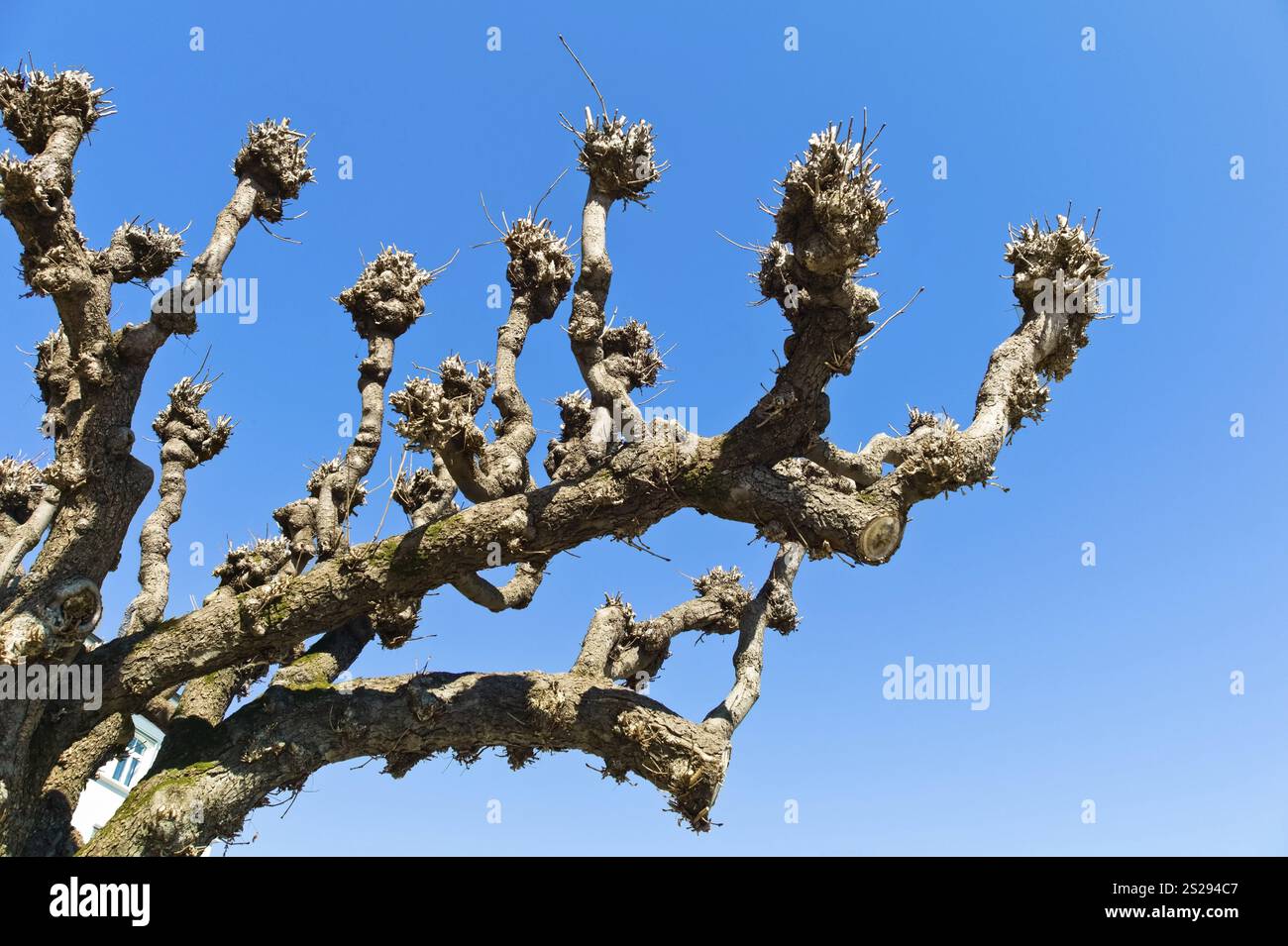 The first of a heavily pruned tree in winter Stock Photo - Alamy