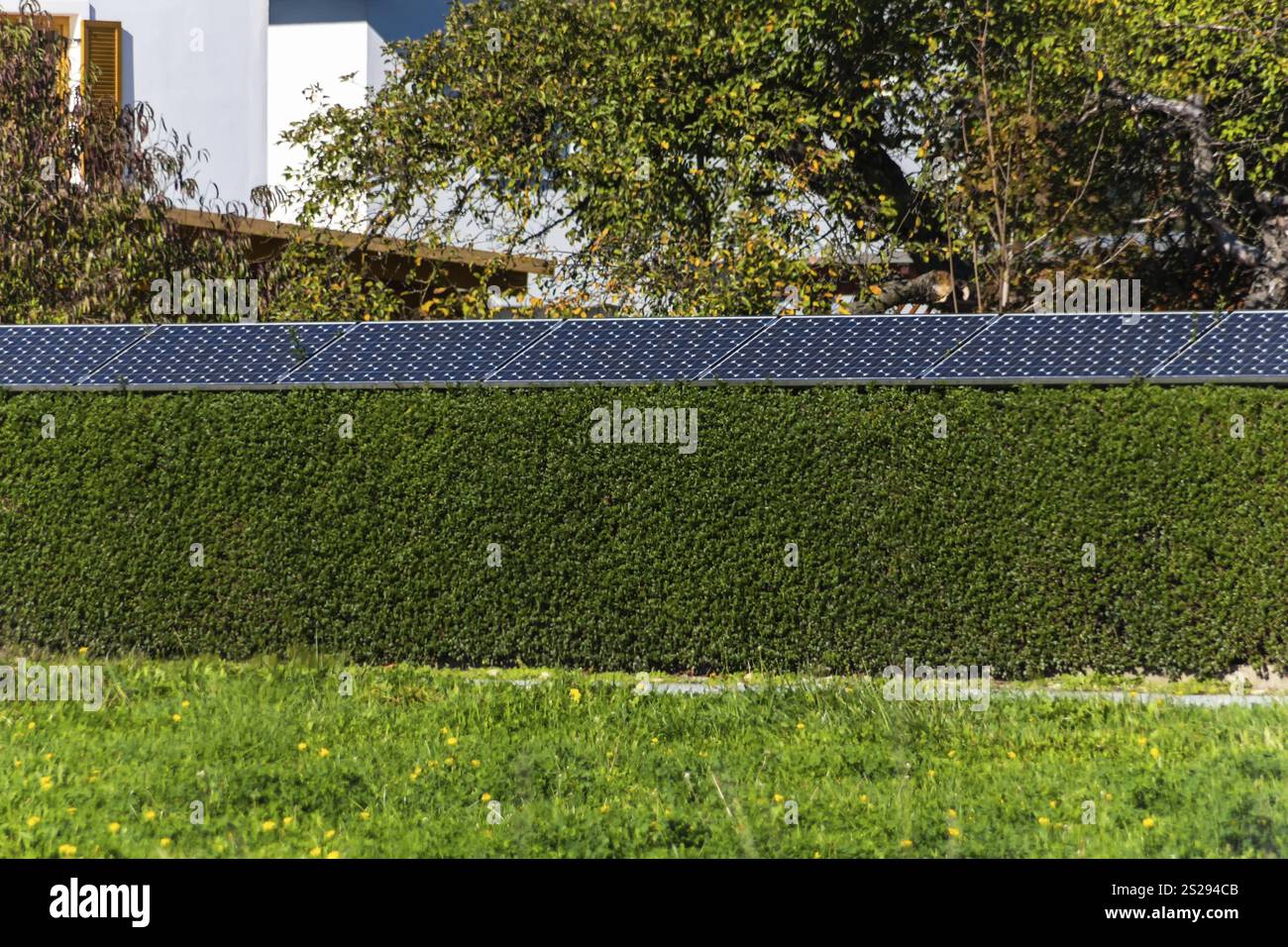 Solar cells on a thuja hedge to save electricity and energy Stock Photo ...