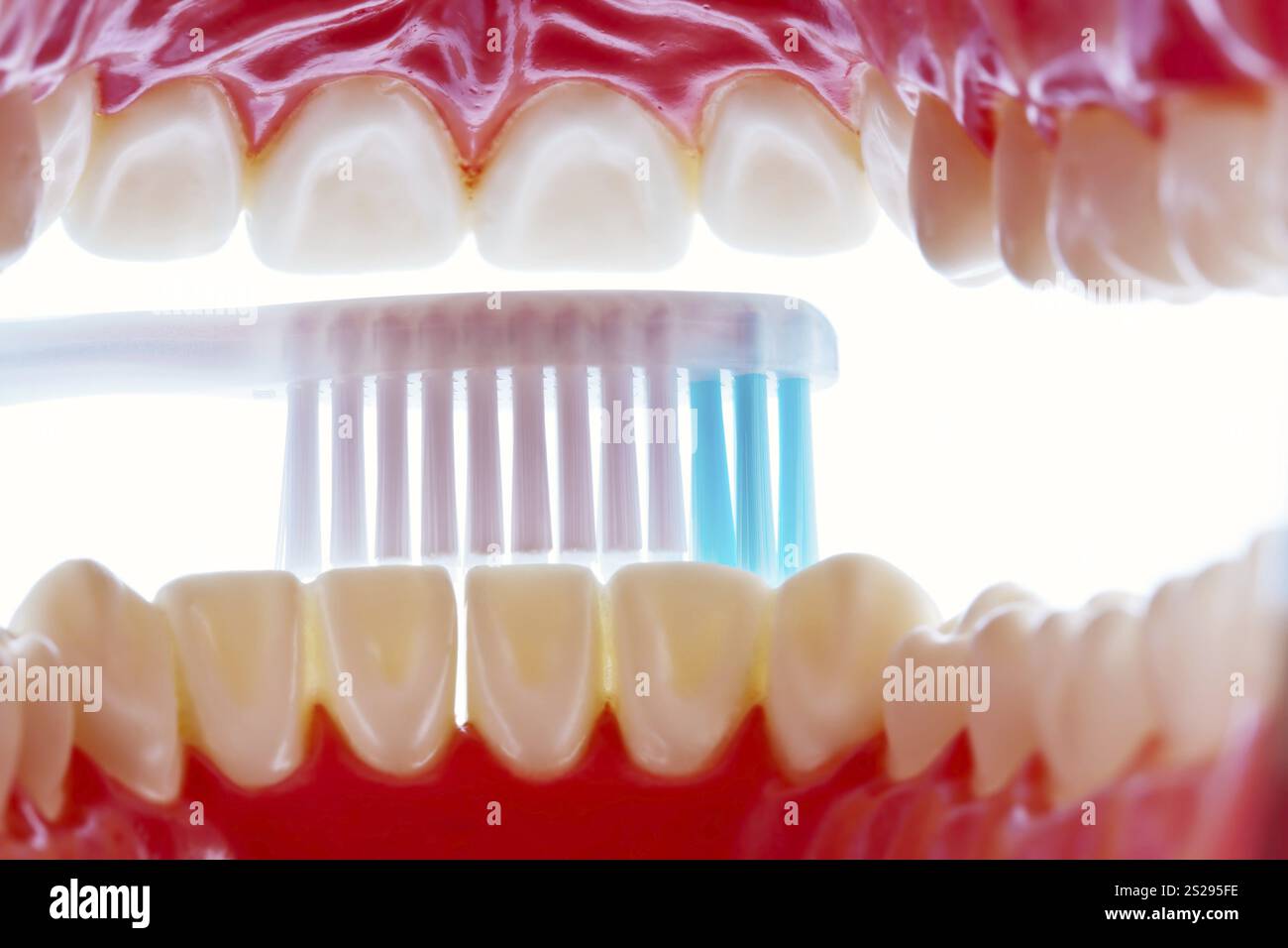 A dental model with toothbrush while brushing teeth. Brushing your ...