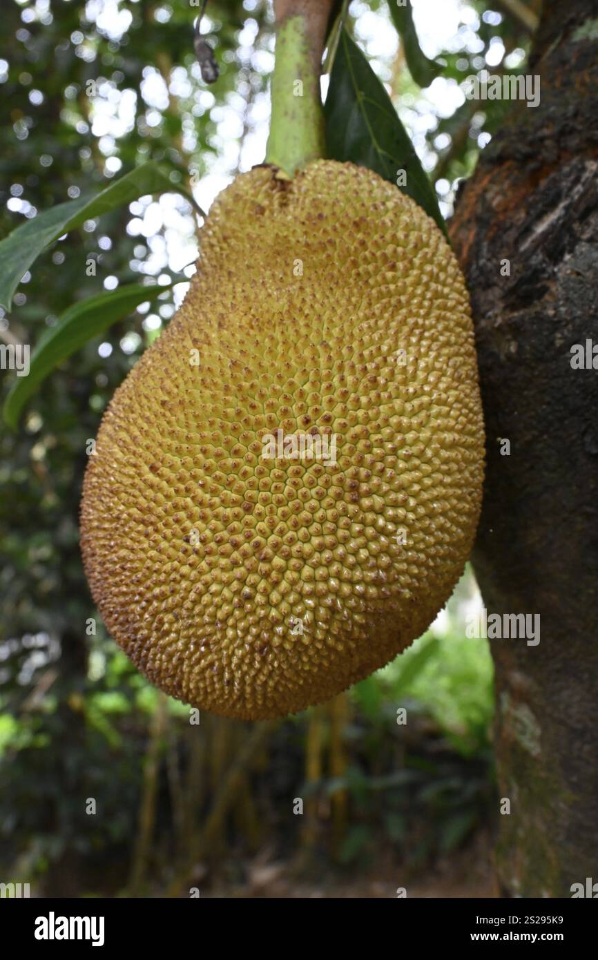 Jackfruit tree (Artocarpus heterophyllus), jackfruit, India, Kerala, Asia Stock Photo - Alamy