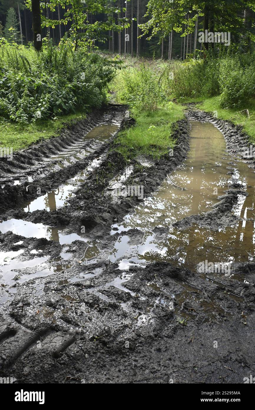 Harvest tracks in the forest, soil compaction, full harvester Stock ...