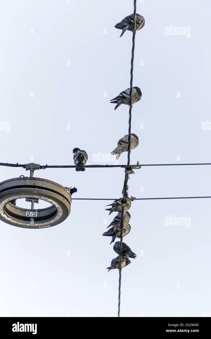 Birds on power line, surveillance camera Austria Stock Photo - Alamy