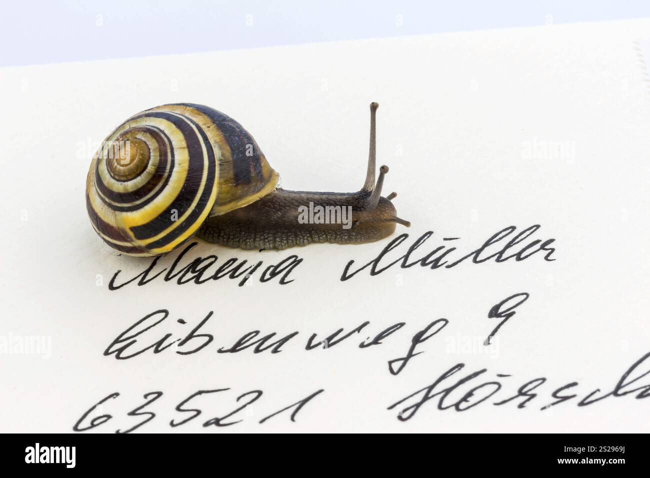 A snail on a letter. Symbolic photo for slow delivery. Snail mail ...