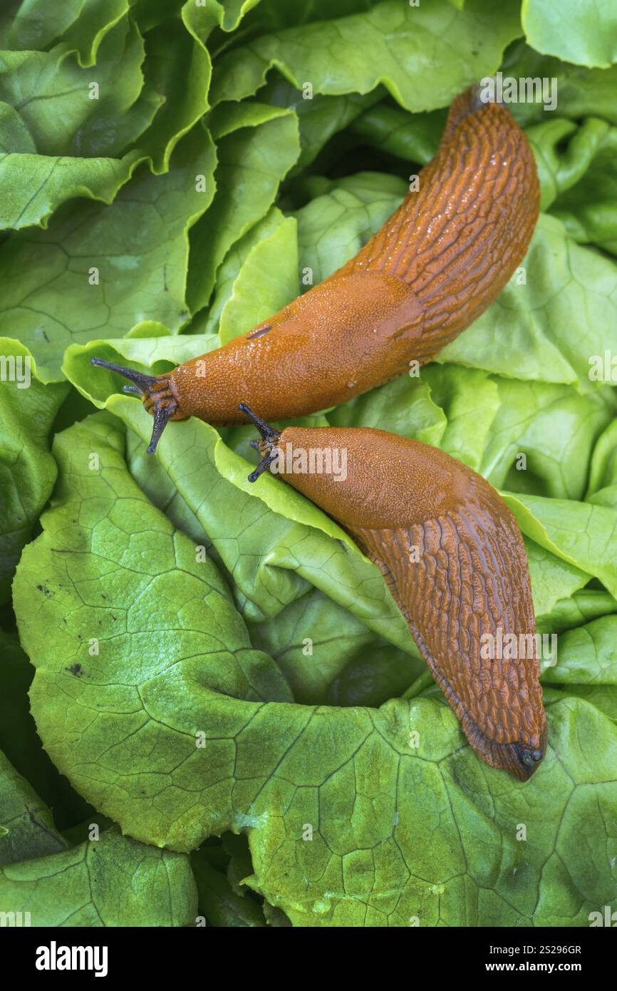 A slug in the garden eats a lettuce leaf. Snail plague in the garden ...