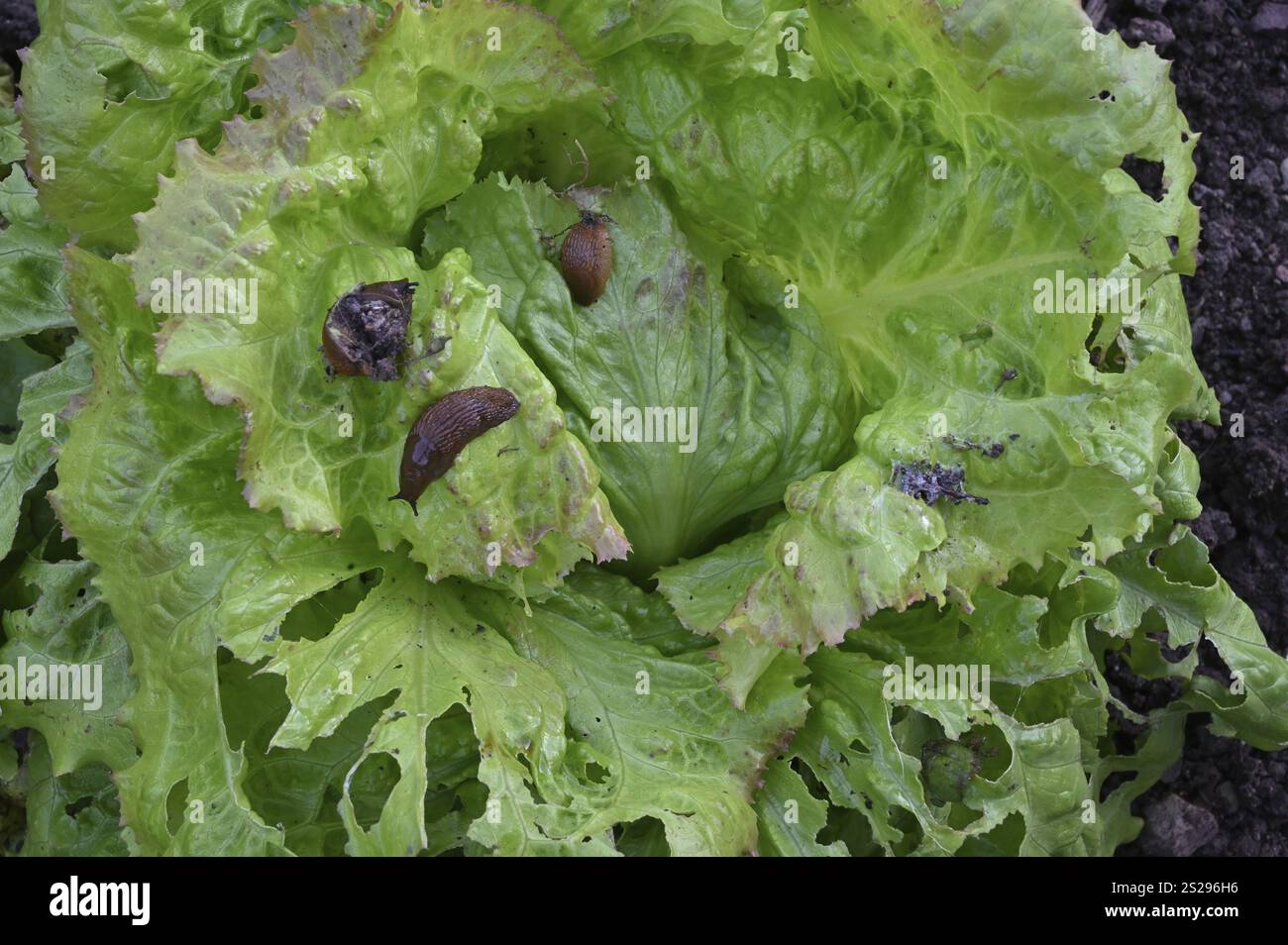 Slug feeding on lettuce, slug, Spanish slug (Arion vulgaris), pest ...