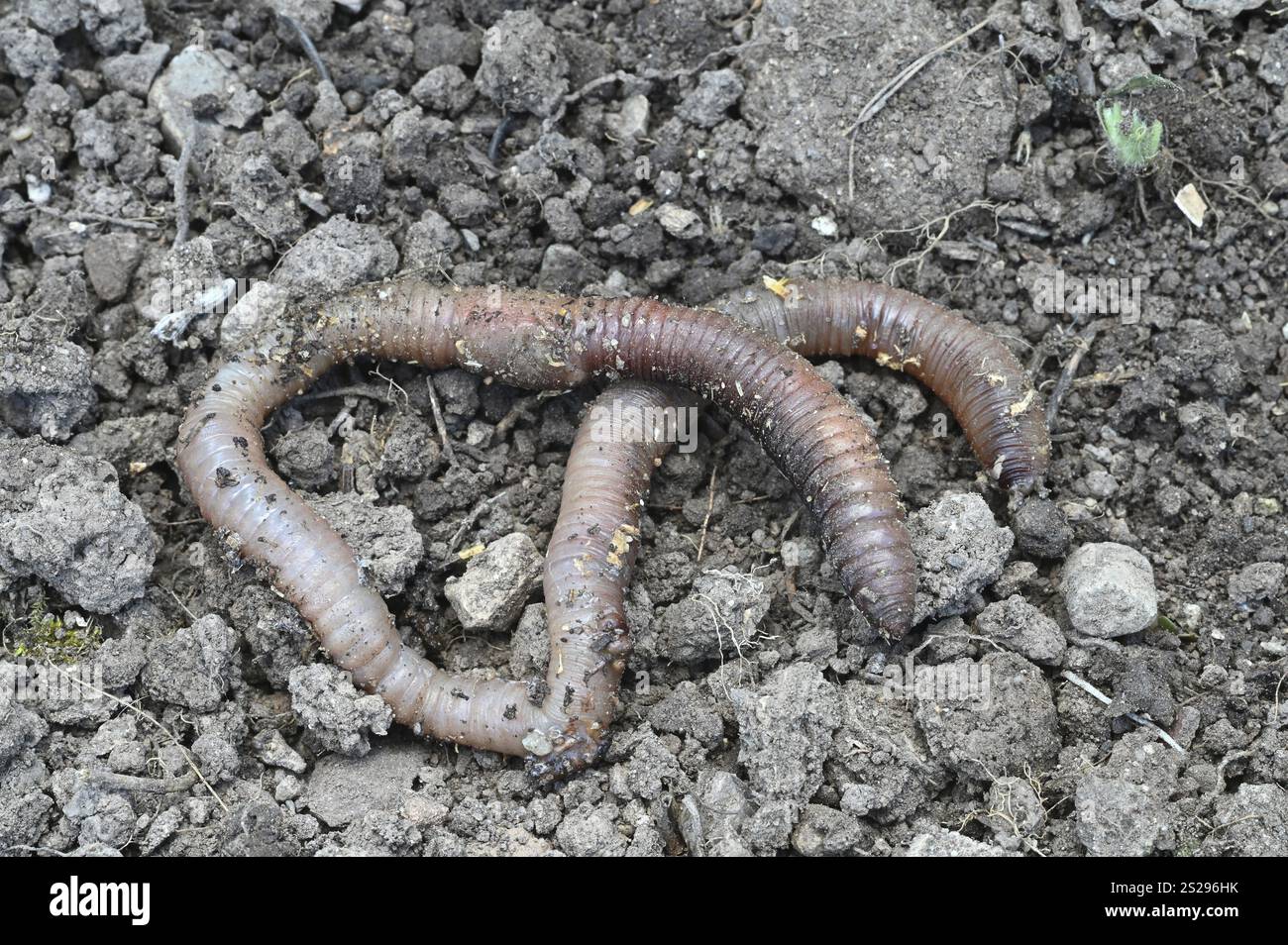 Earthworm, Dendrobaena worm Stock Photo - Alamy