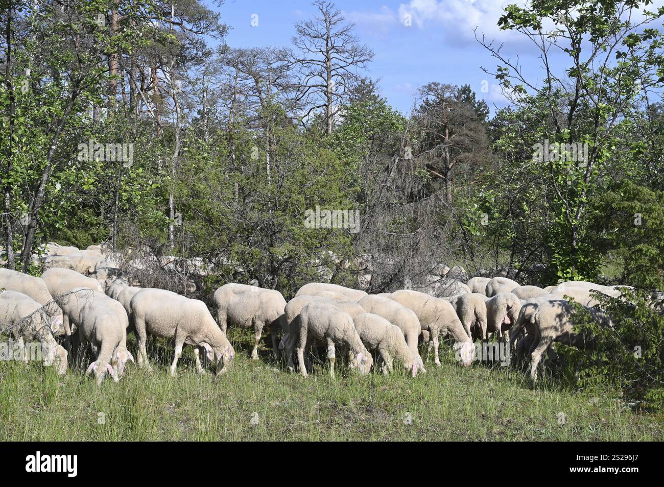 Flock of sheep, Merino sheep, grazing, landscape conservation, Germany ...