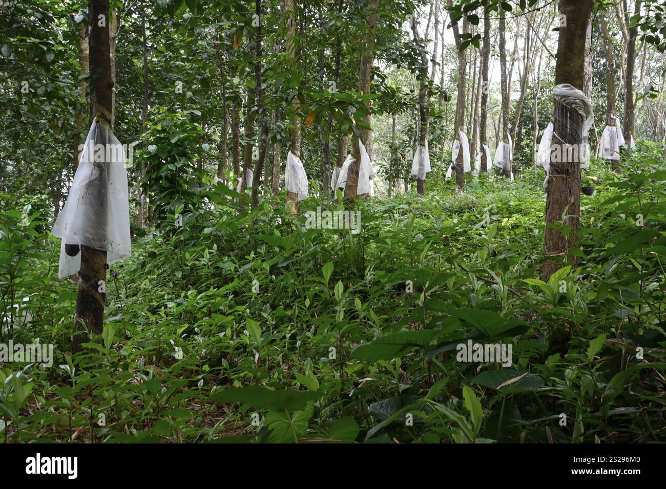 India rubber plant hi-res stock photography and images - Alamy