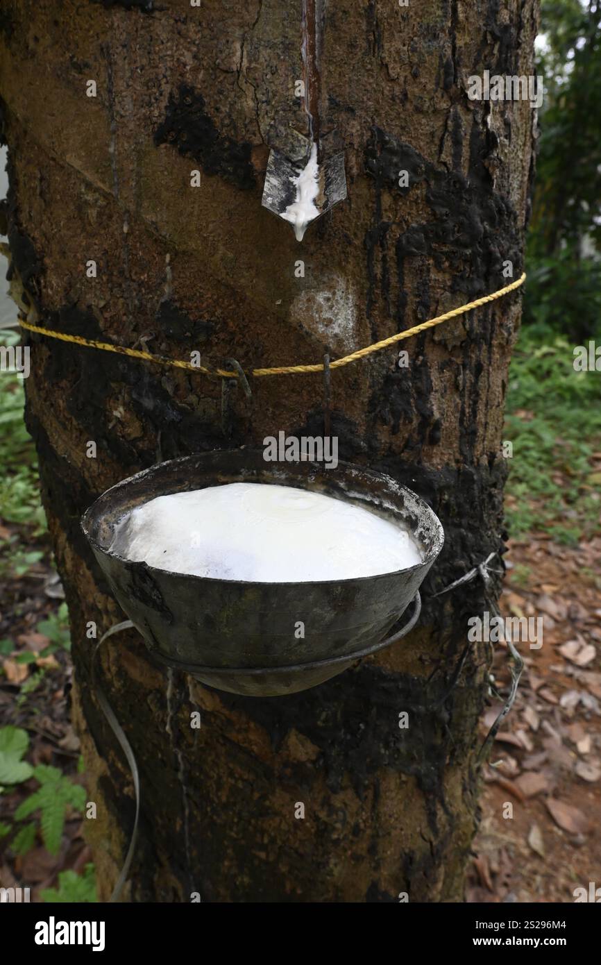 Rubber tree, Para rubber tree (Hevea brasiliensis), harvest, India ...