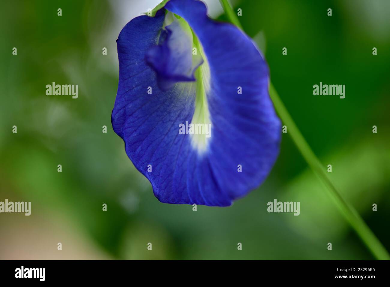 Butterfly pea hi-res stock photography and images - Alamy