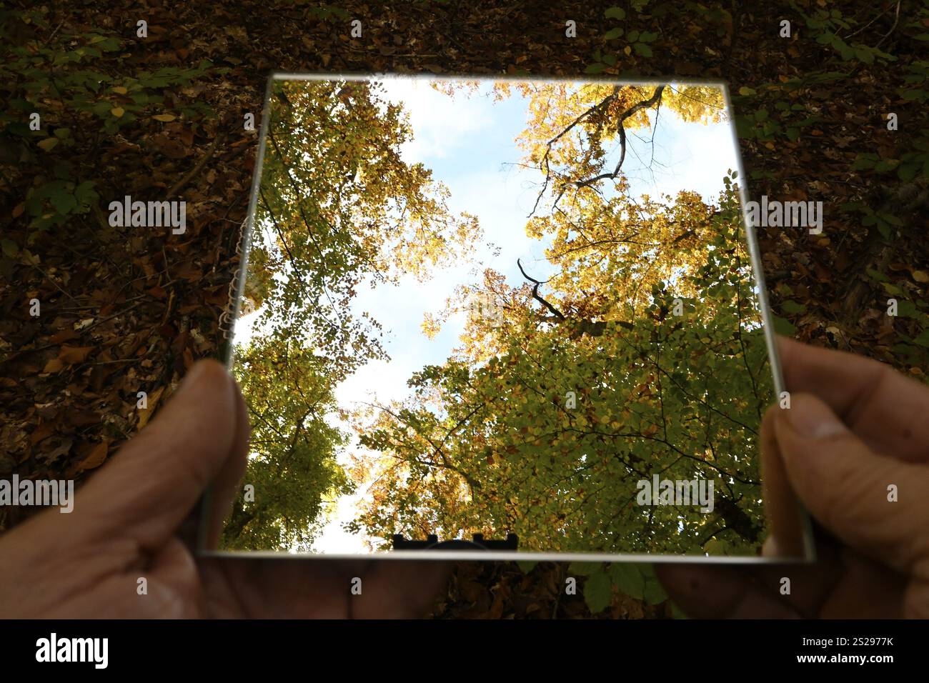 Forest bathing, mirror walk, nature experience Stock Photo - Alamy
