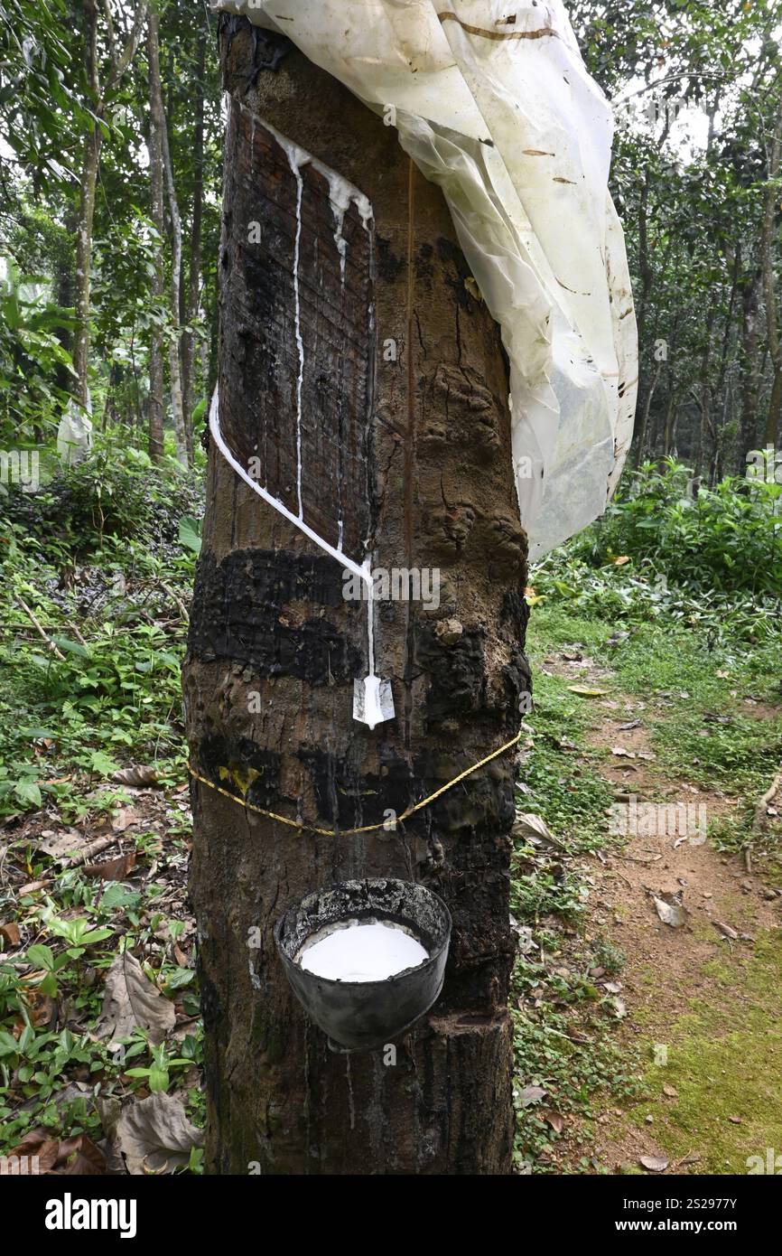 Rubber tree, Para rubber tree (Hevea brasiliensis), harvest, India ...