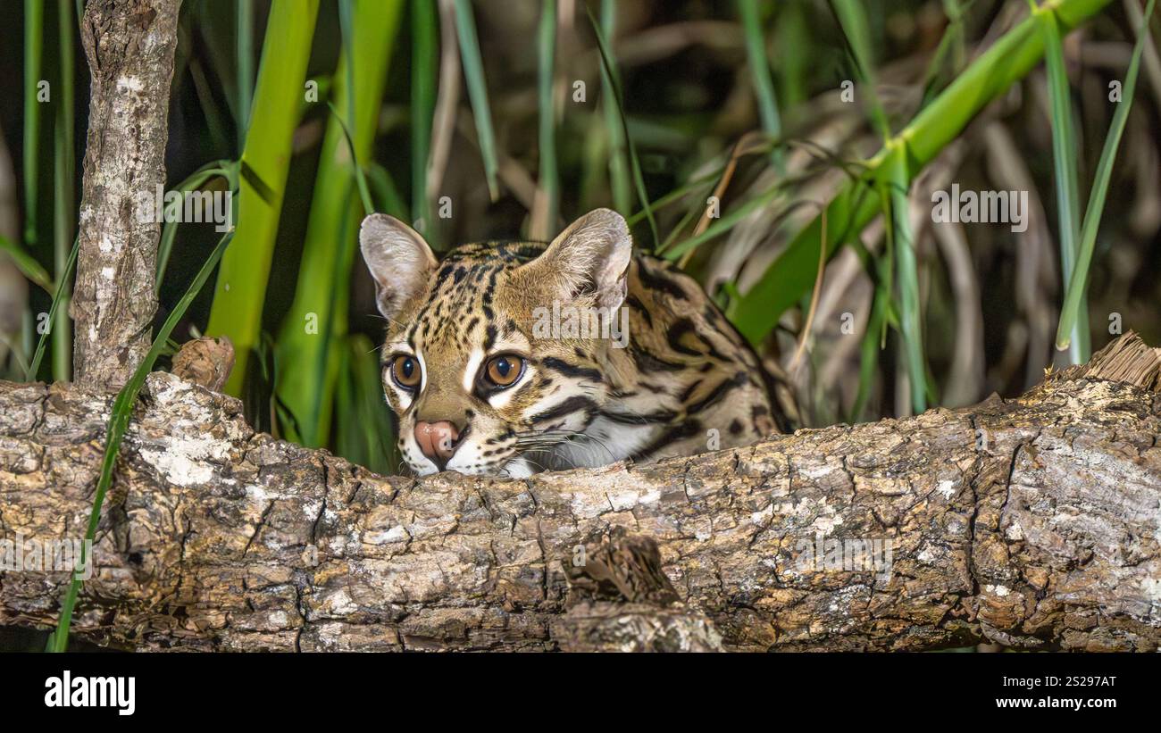portrait - head shot of ocelot peering curiously over a fallen log in ...