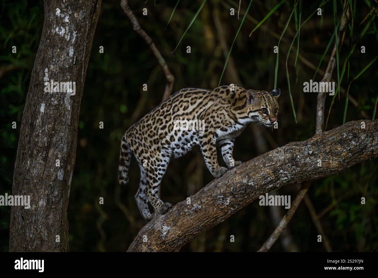 Ocelot climbing along a thick tree branch Stock Photo - Alamy