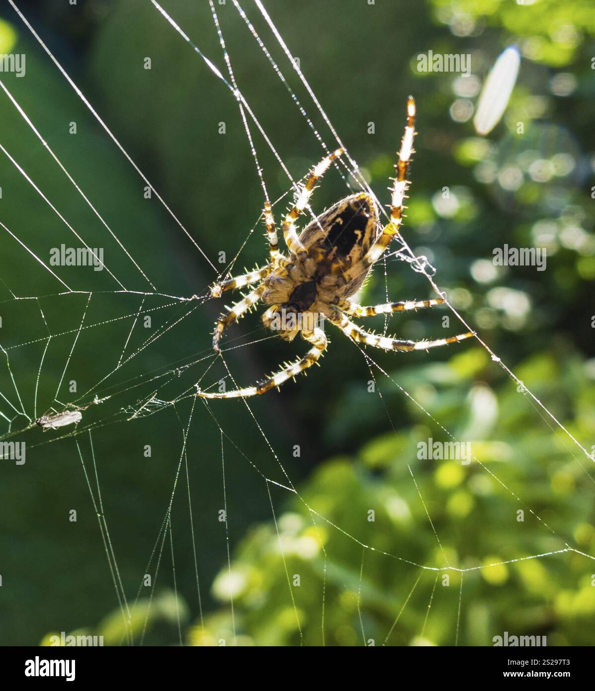 A spider has caught a wasp in its spider web while hunting Austria ...